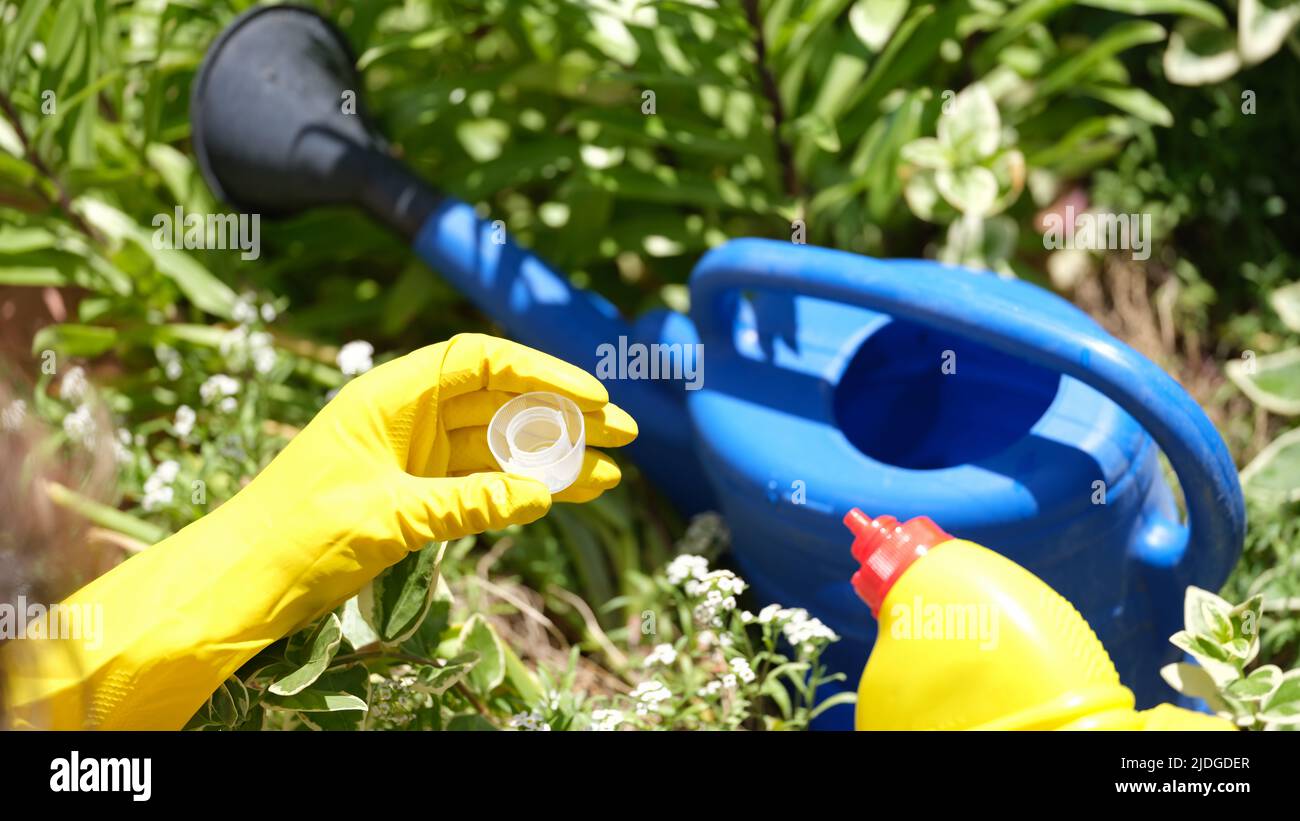 Gardener adding fertilizer for plants to watering can Stock Photo - Alamy