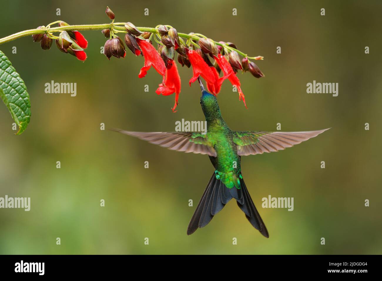 Green and yellow feather hummingbird hi-res stock photography and ...
