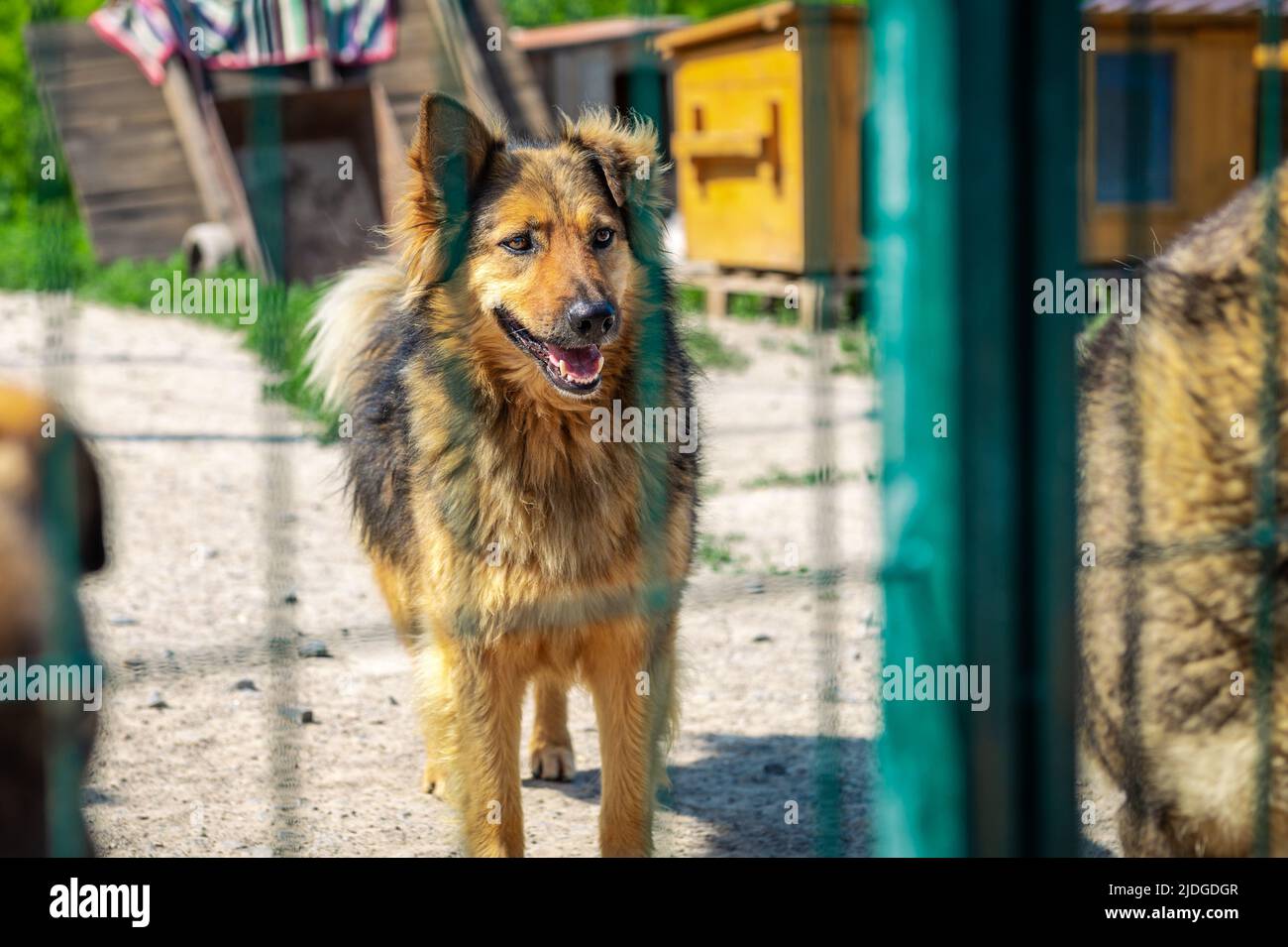 Dog in animal shelter waiting for adoption. Portrait of homeless dog in ...