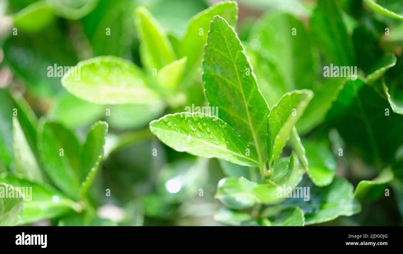 Green fresh tea leaves with dew drops Stock Photo - Alamy