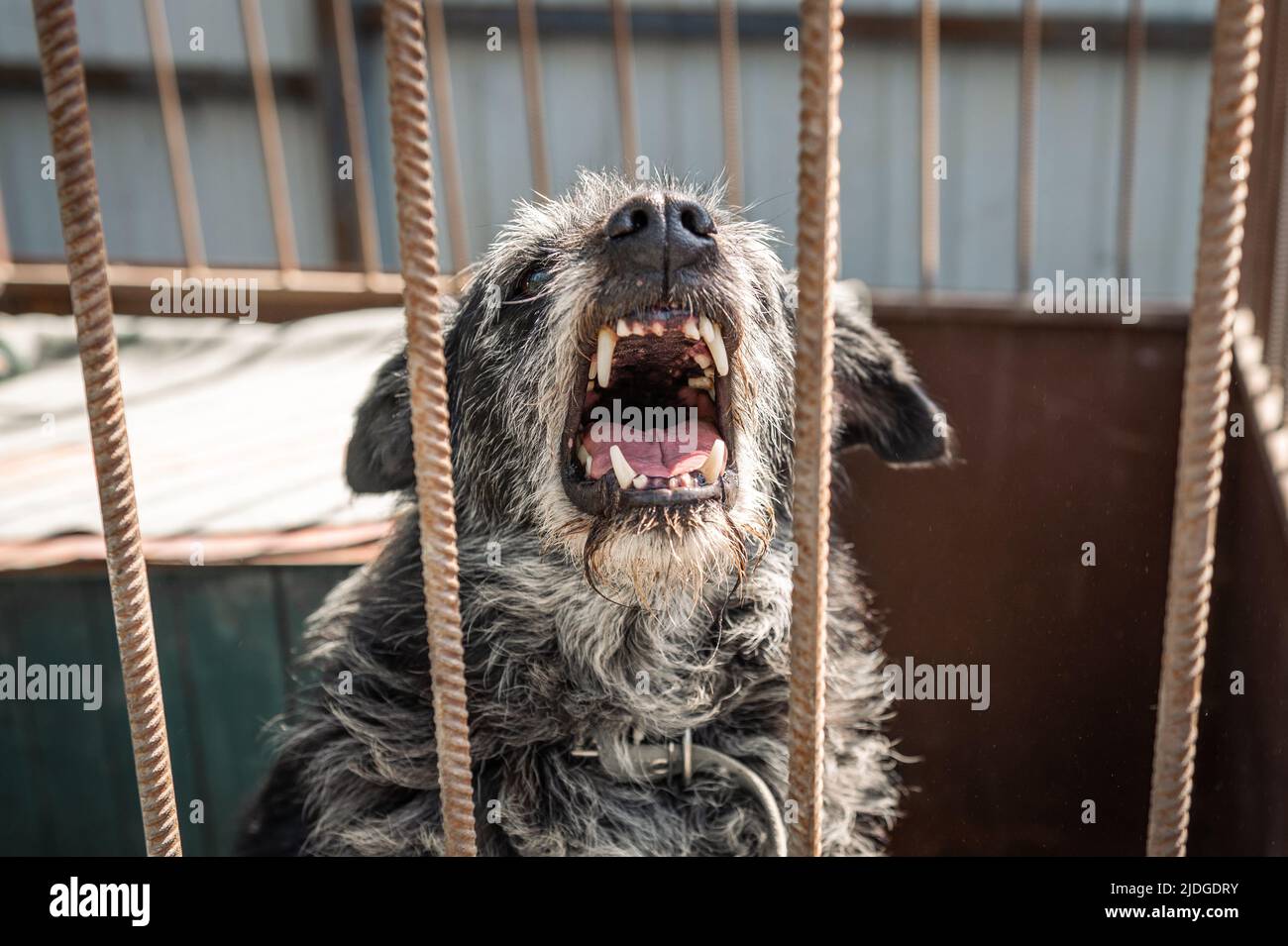 Angry dog at the animal shelter. Portrait of a homeless dog in a cage ...