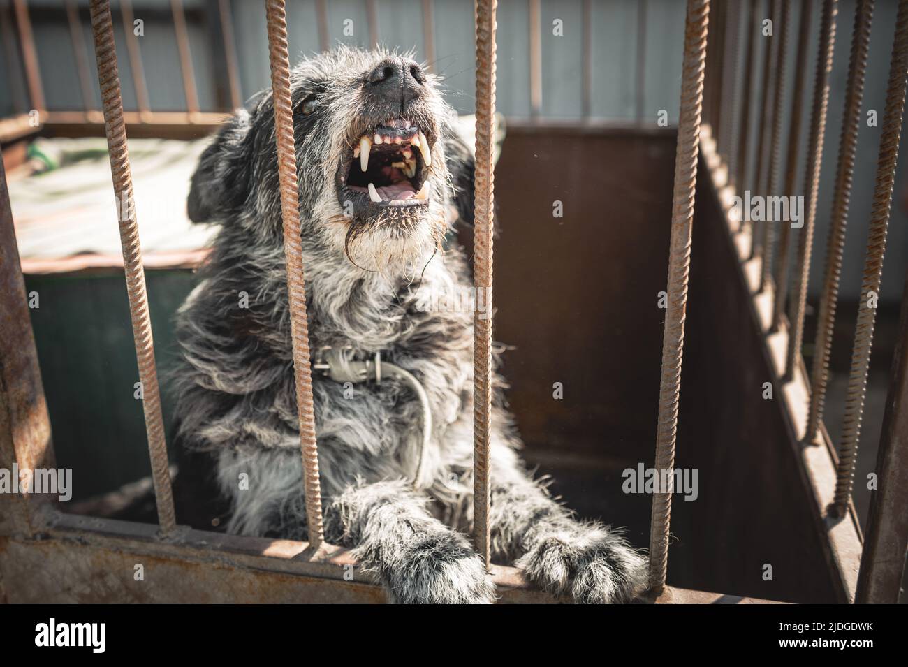 Angry dog at the animal shelter. Portrait of a homeless dog in a cage ...
