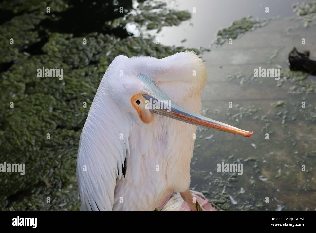 Twisted head hi-res stock photography and images - Alamy