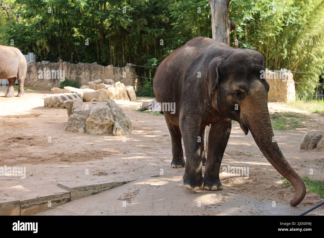 Elephant fetches food hi-res stock photography and images - Alamy