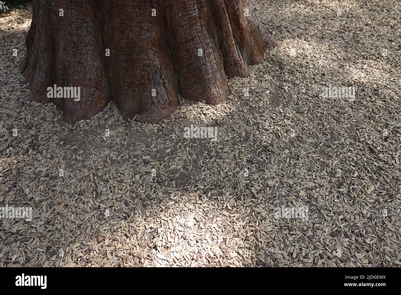 Gravel and tree hi-res stock photography and images - Alamy