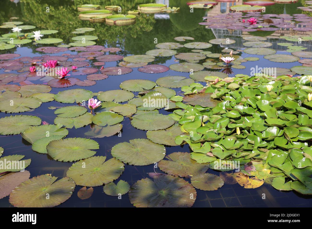 Floating plants hi-res stock photography and images - Alamy