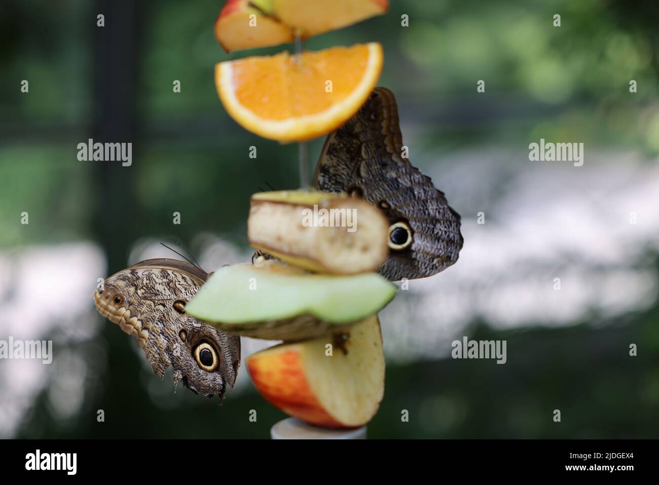 Butterflies up close hi-res stock photography and images - Alamy