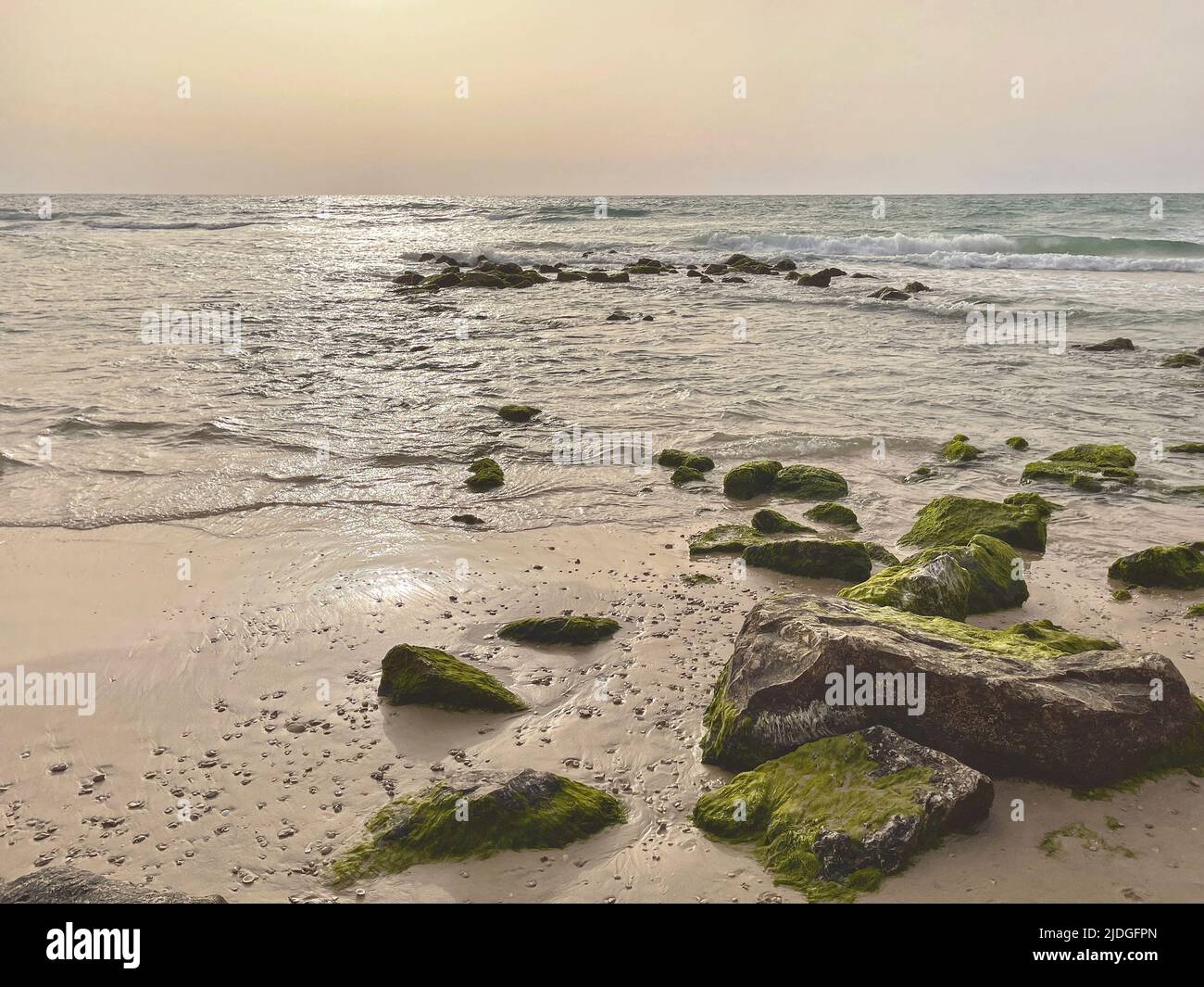 late afternoon golden hour view of moss covered boulders, sand and surf ...