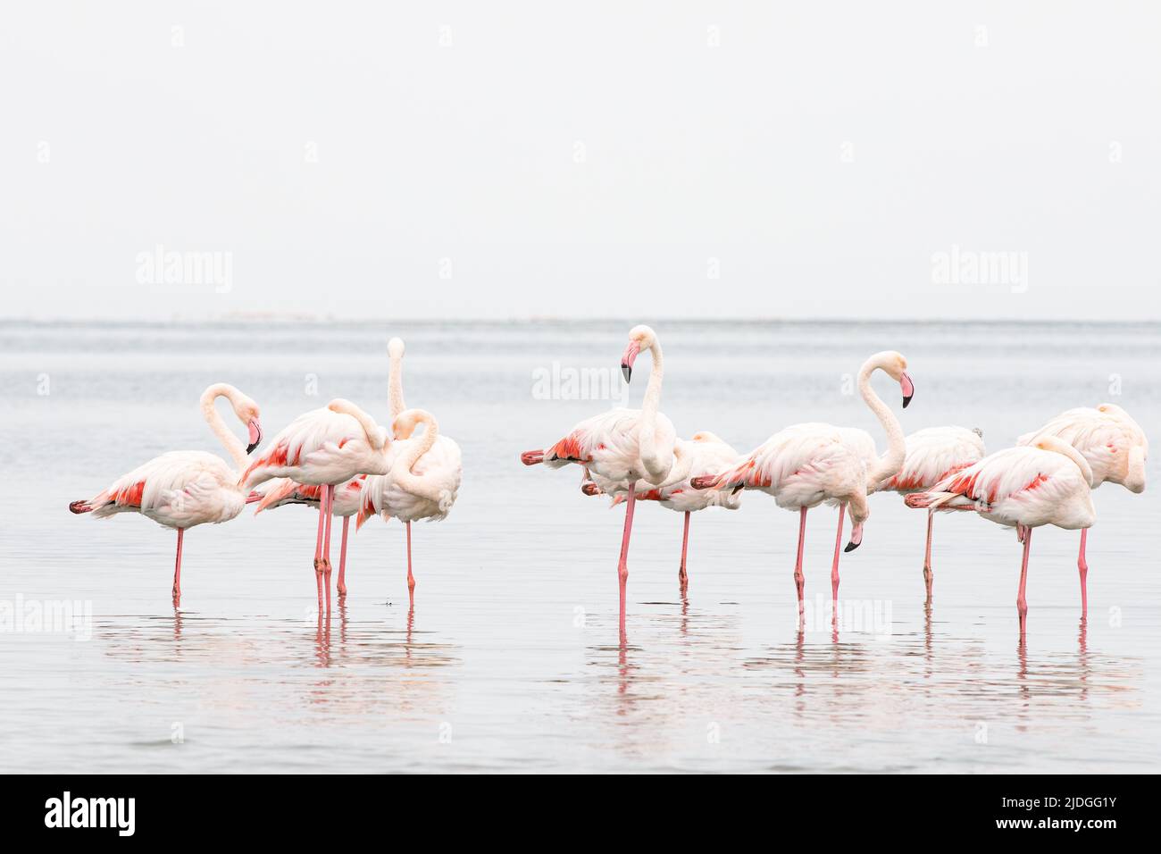 Multiple flamingoes hi-res stock photography and images - Alamy