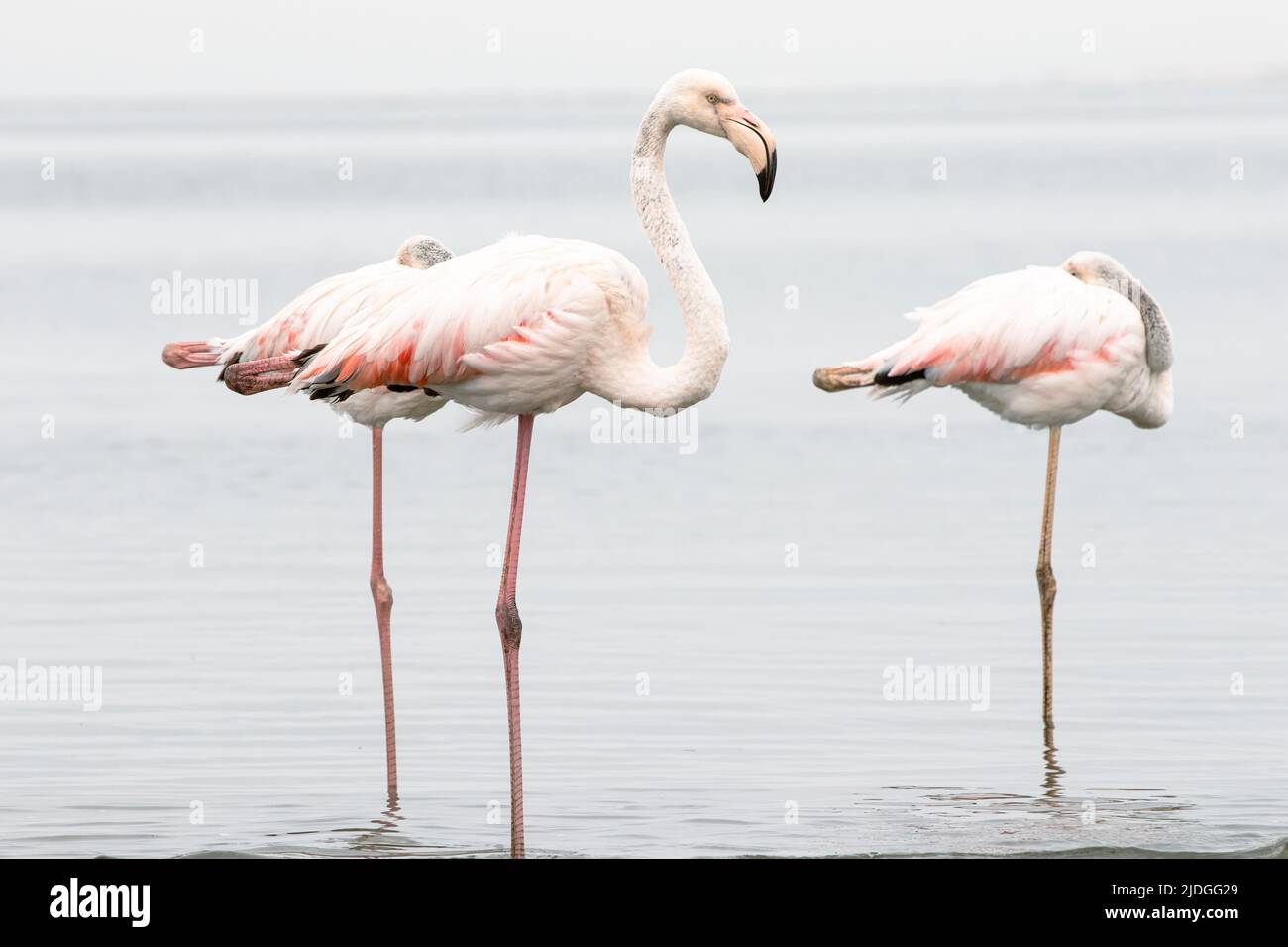 Flamingoes in Walvis Bay Stock Photo - Alamy