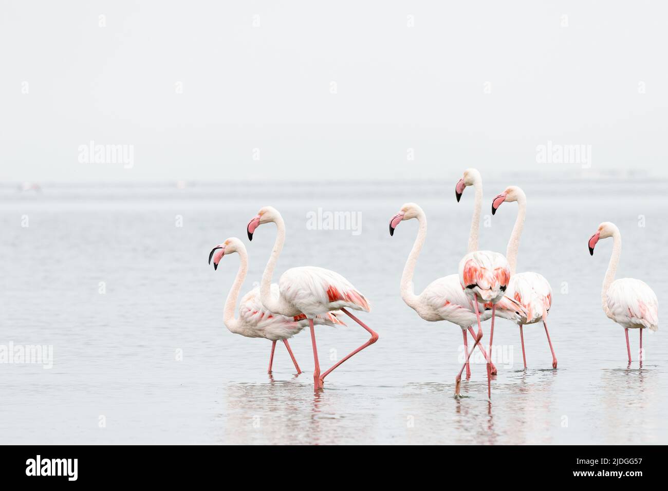 Flamingoes in Walvis Bay Stock Photo - Alamy
