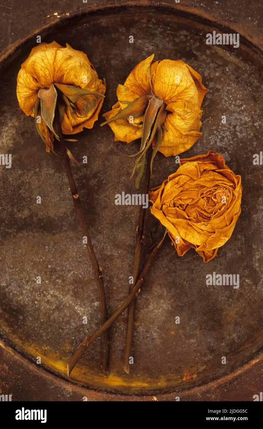 Three squashed dried roses once yellow and now brown lying with their ...