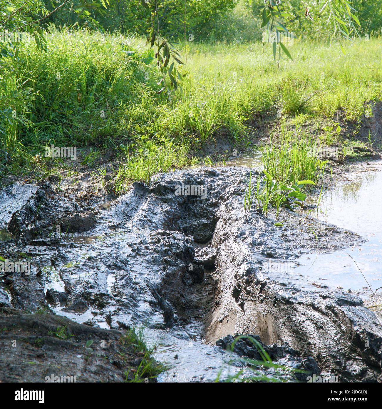 A country road in mud, slush and water after rain. Mud on the forest ...