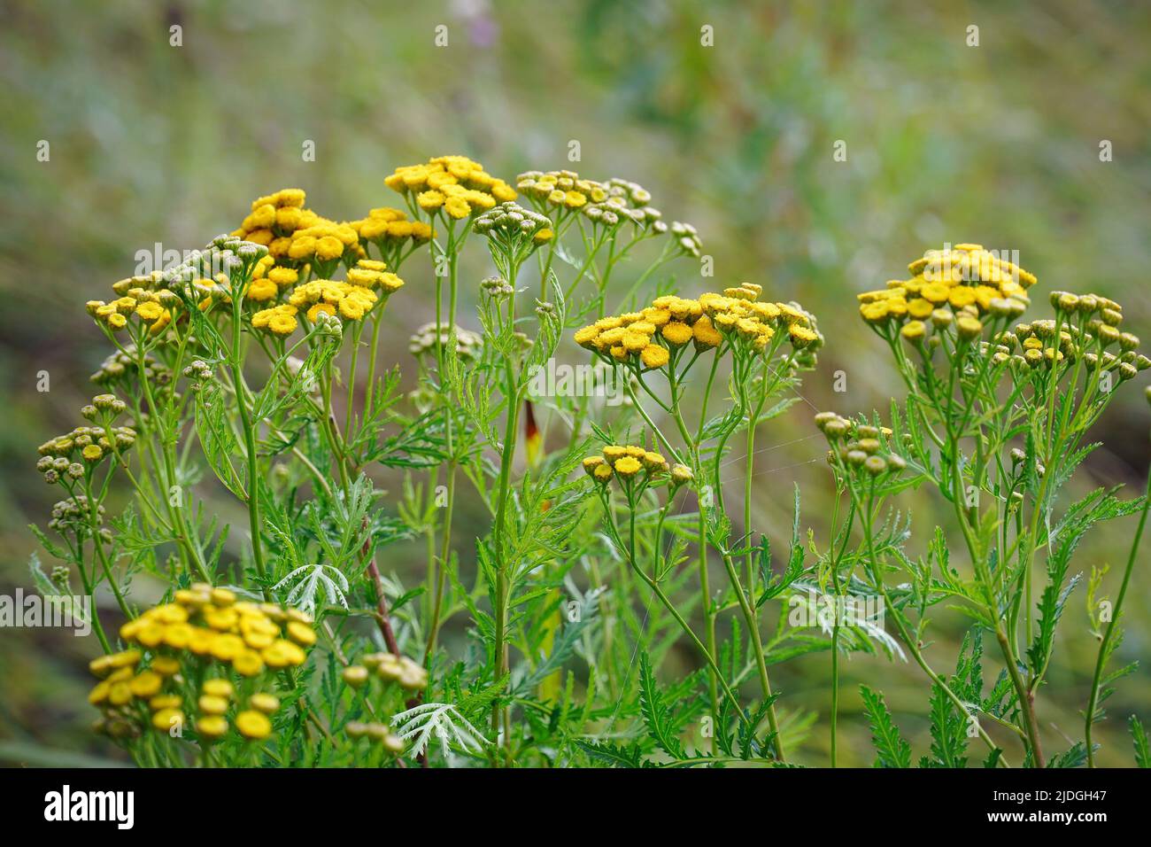 Yellow wild flowers of tansy on a natural background. Medicinal plant ...
