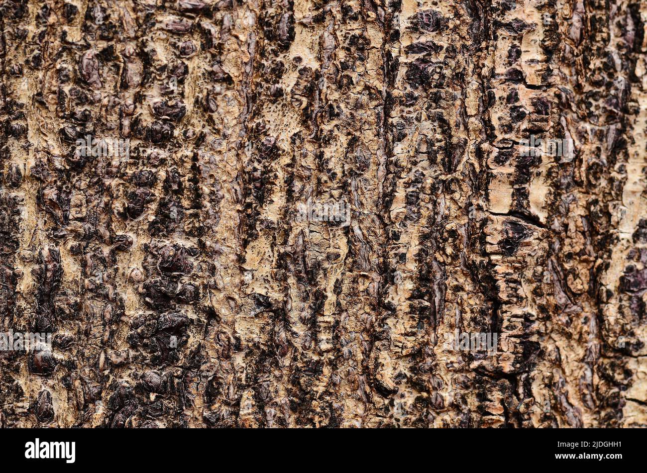 Chamchuri tree hi-res stock photography and images - Alamy