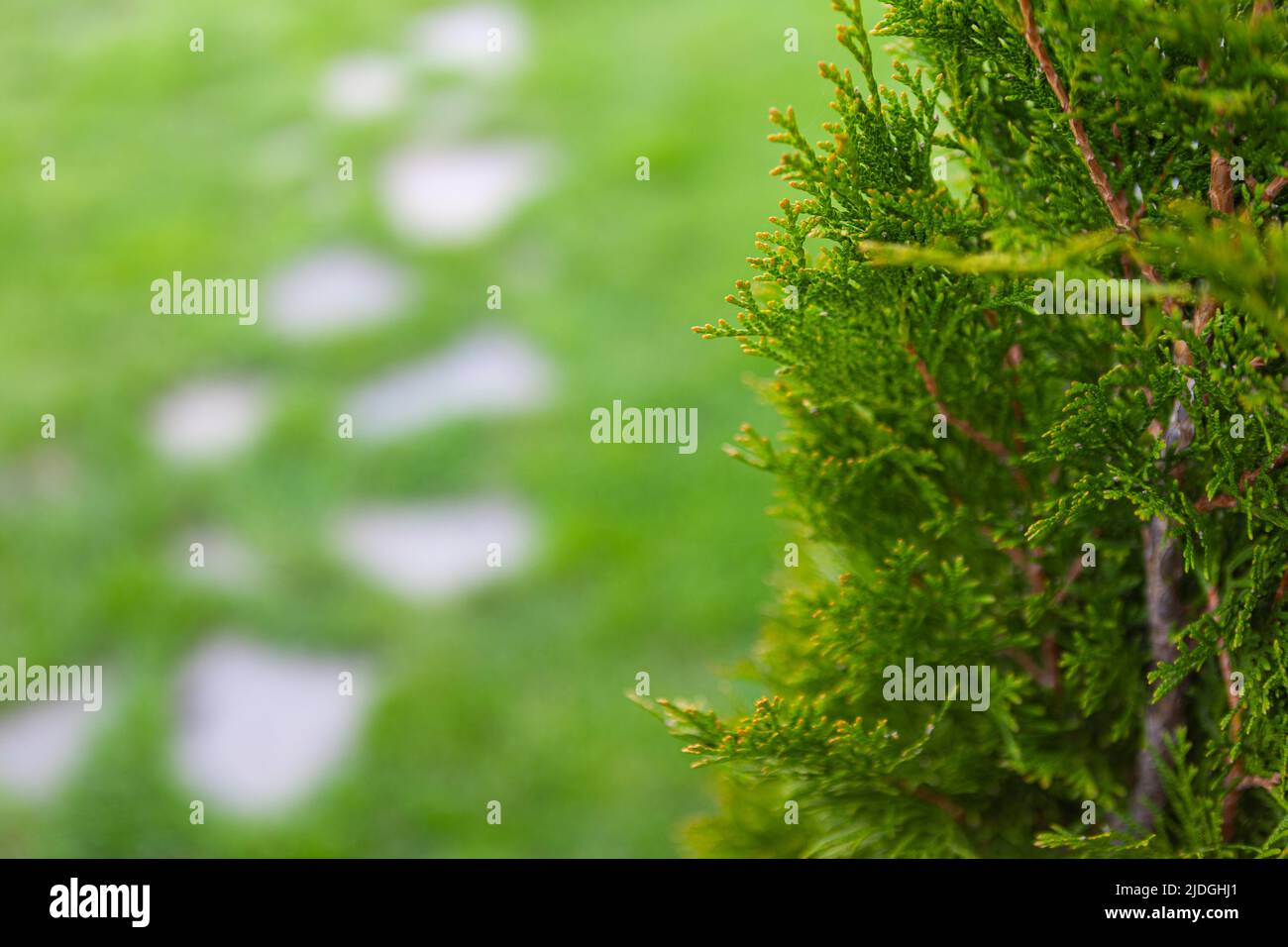 beautiful green bushes in a well-groomed garden against the backdrop of ...