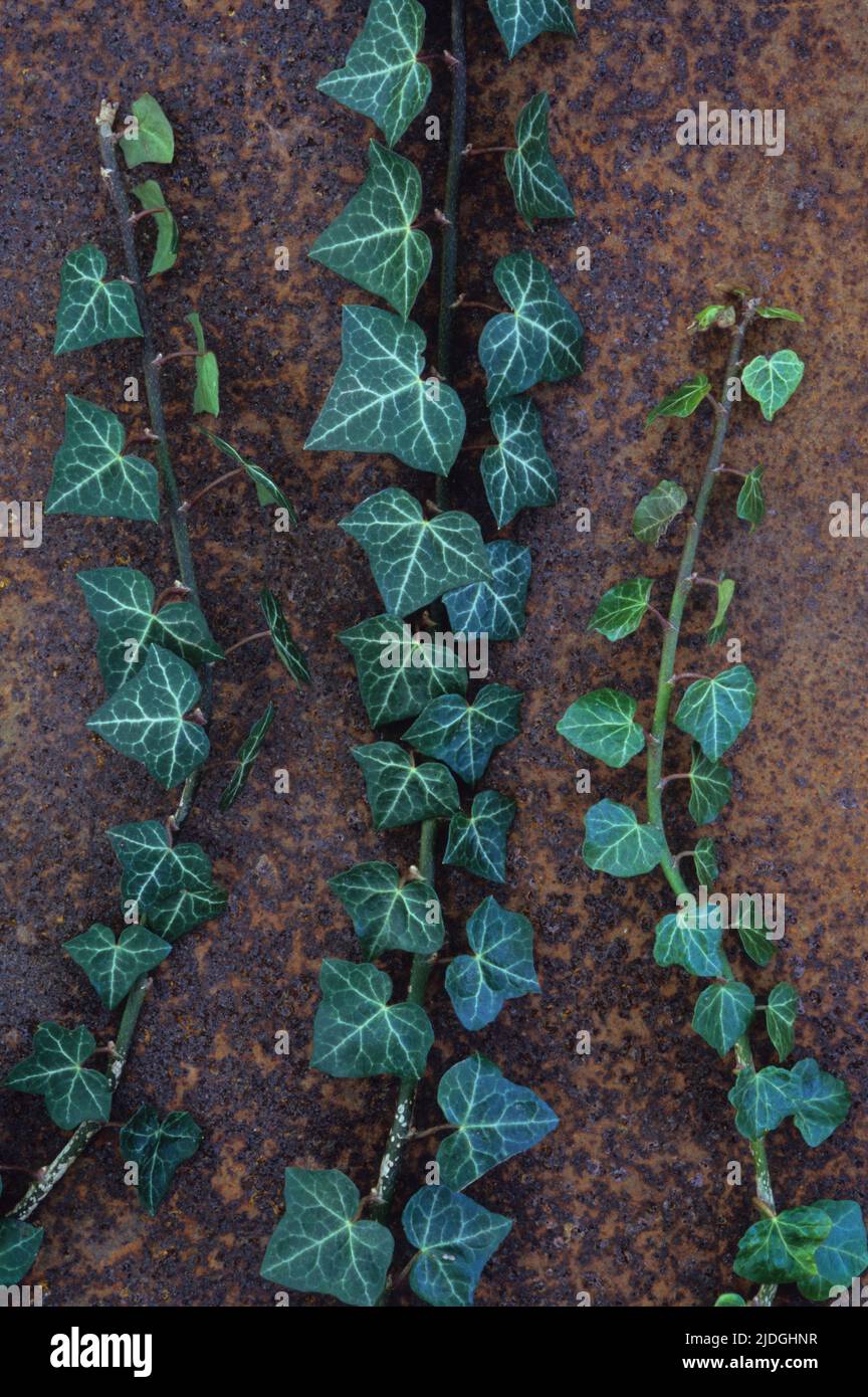 Ivy strands hi-res stock photography and images - Alamy