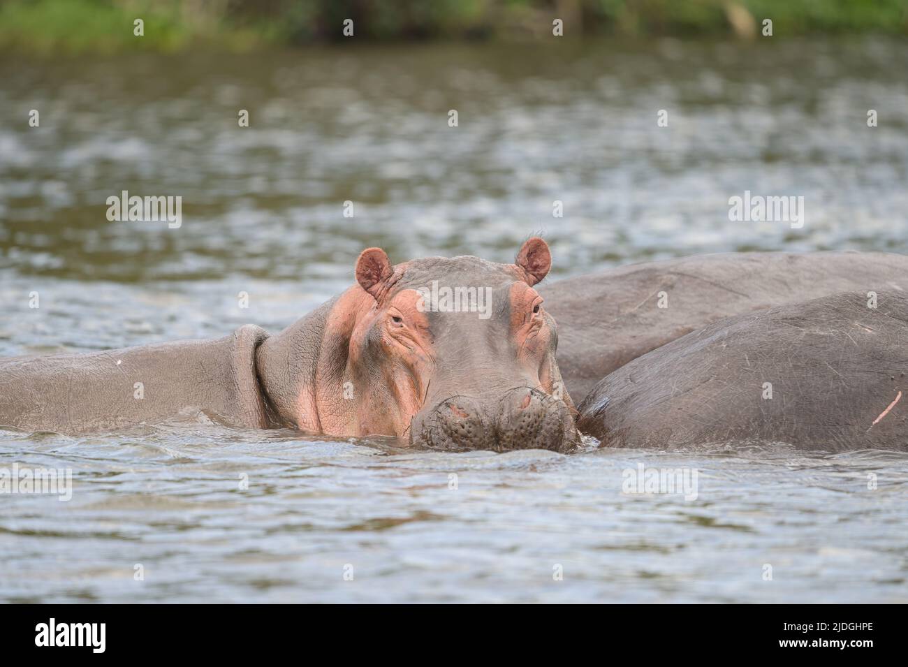 Portrait of a hippo in the water, Murchison Falls National Park (Uganda ...