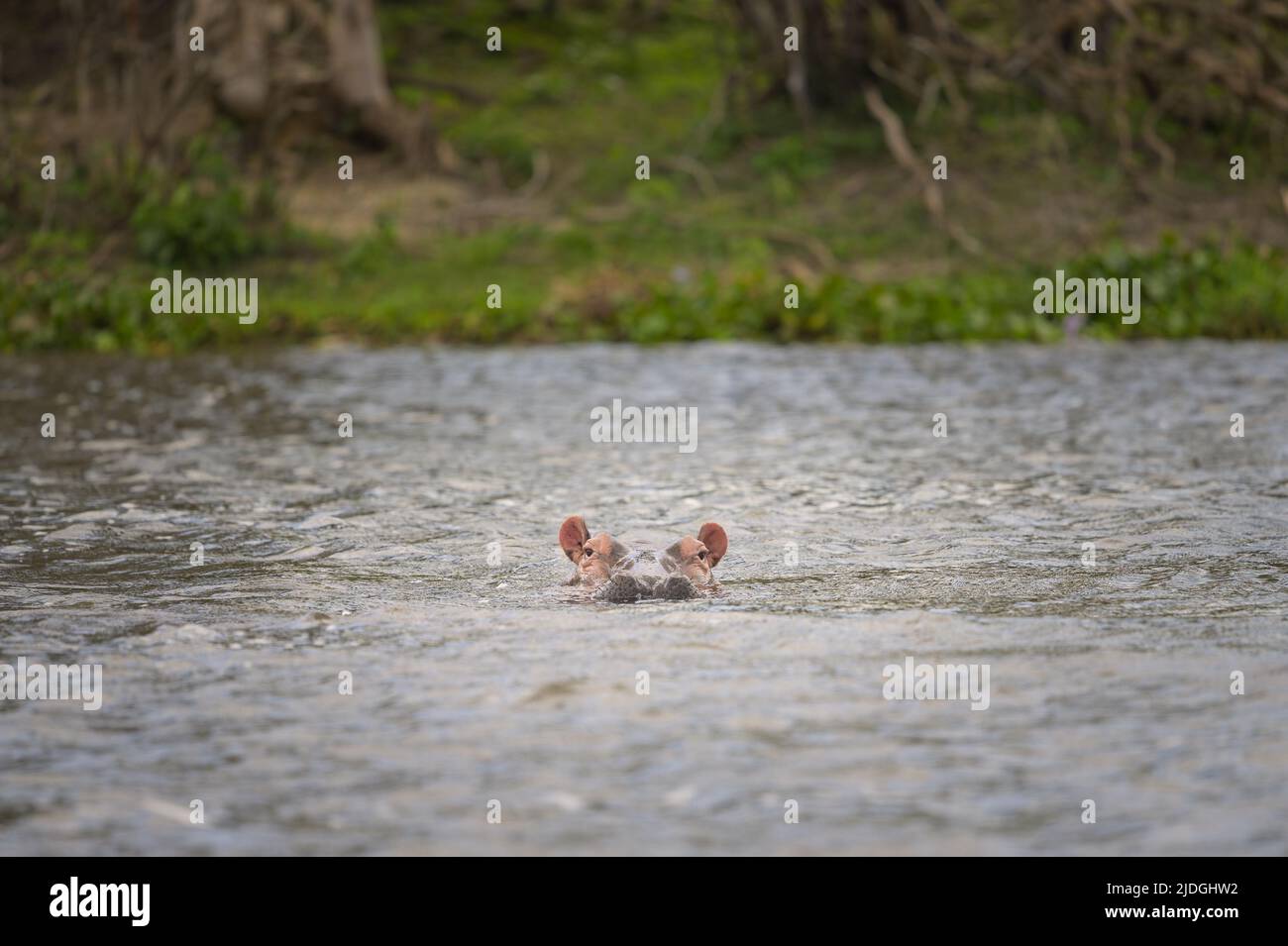 Portrait of a hippo in the water, Murchison Falls National Park (Uganda ...