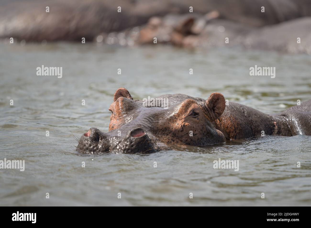 Portrait of a hippo in the water, Murchison Falls National Park (Uganda ...