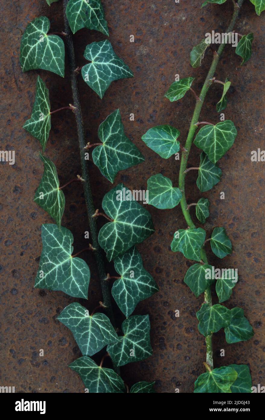 Ivy strands hi-res stock photography and images - Alamy