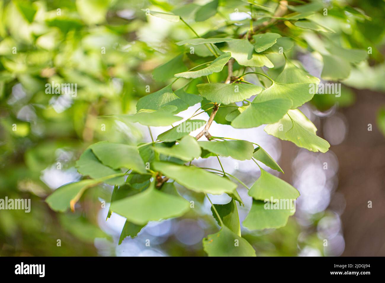 Ginkgo tree (Ginkgo biloba), also known as the ginkgo or gingko outside ...