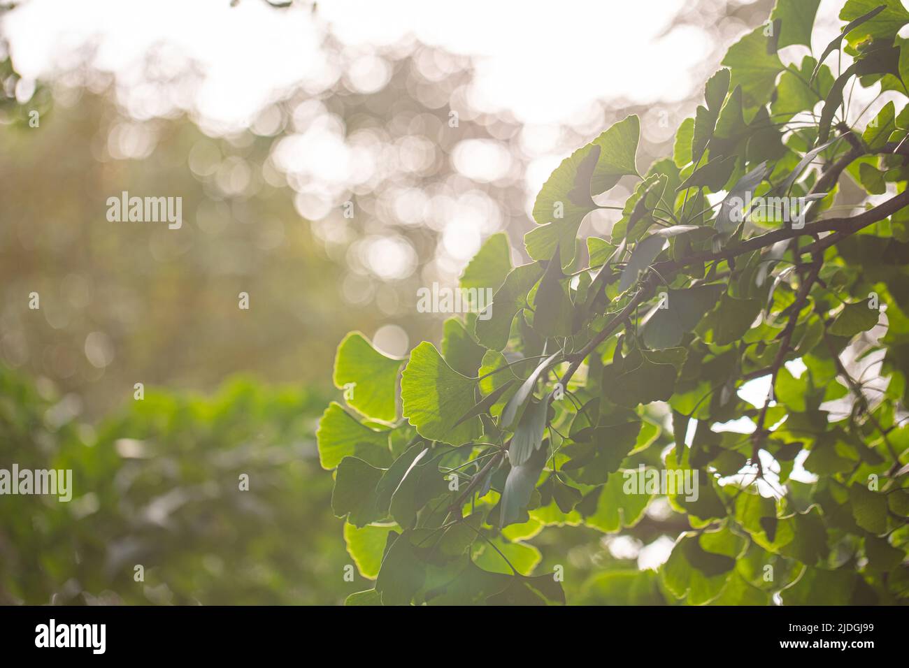 Ginkgo biloba green leaves on a tree. Ginkgo Biloba Tree Leaves on sky ... Ginkgo biloba green leaves on a tree. Ginkgo Biloba Tree Leaves on sky ...