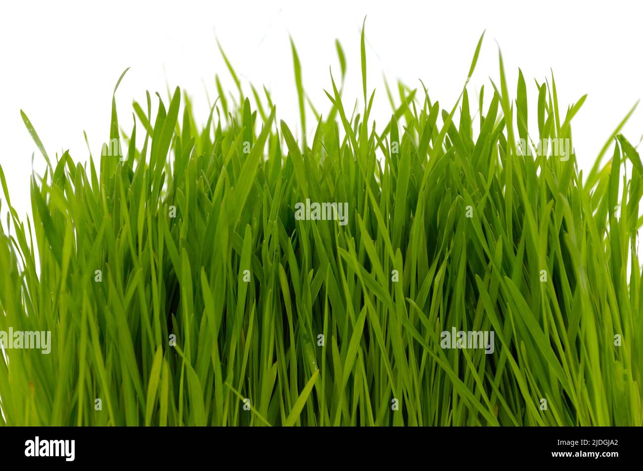 Grass taken on a clean white background Stock Photo - Alamy