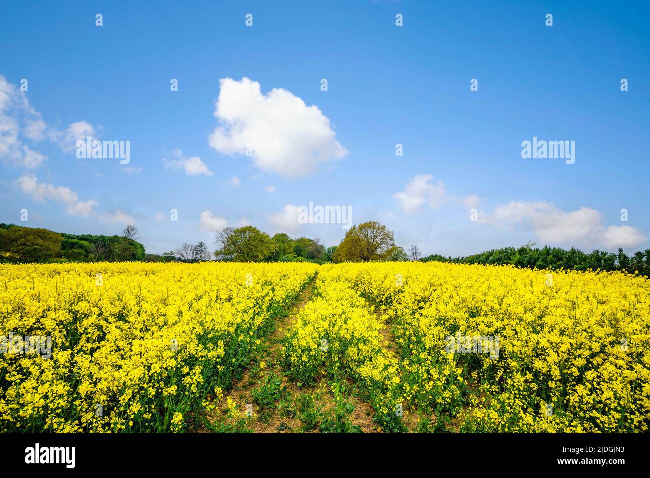 Yellow canola field blooming with colorful flowers in the summer Stock ...