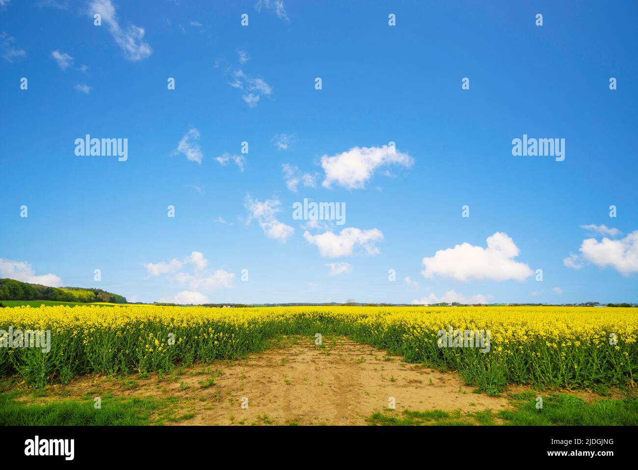 Dry soil at a canola field in a rural landscape on a summer day with ...