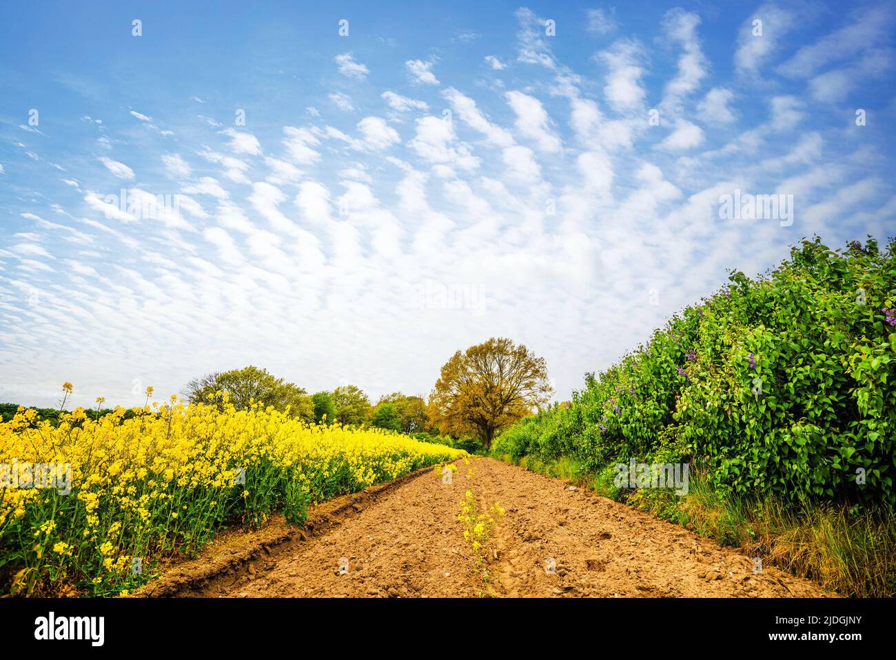Dry soil at a yellow canola field in rural surroundings in the ...