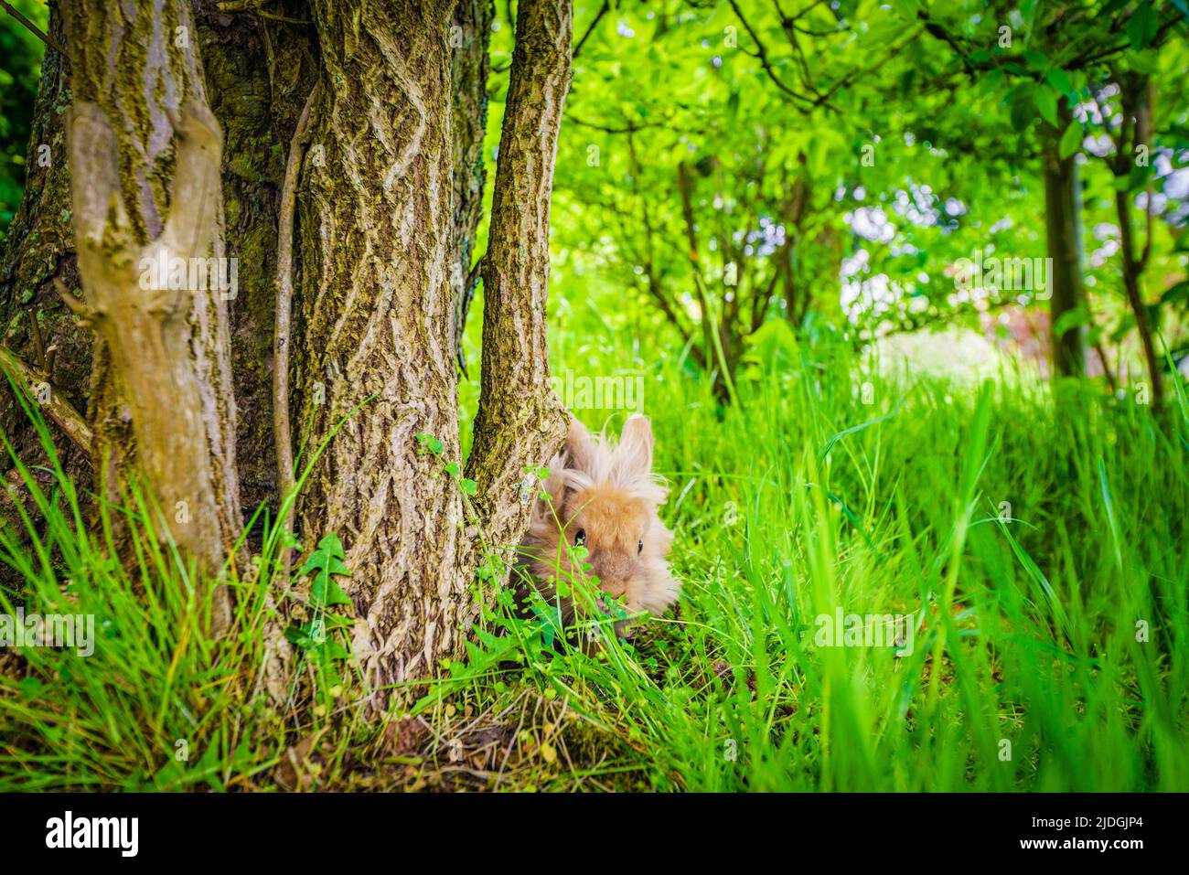 Rabbit hiding in tall green grass on a bright day in the spring Stock ...