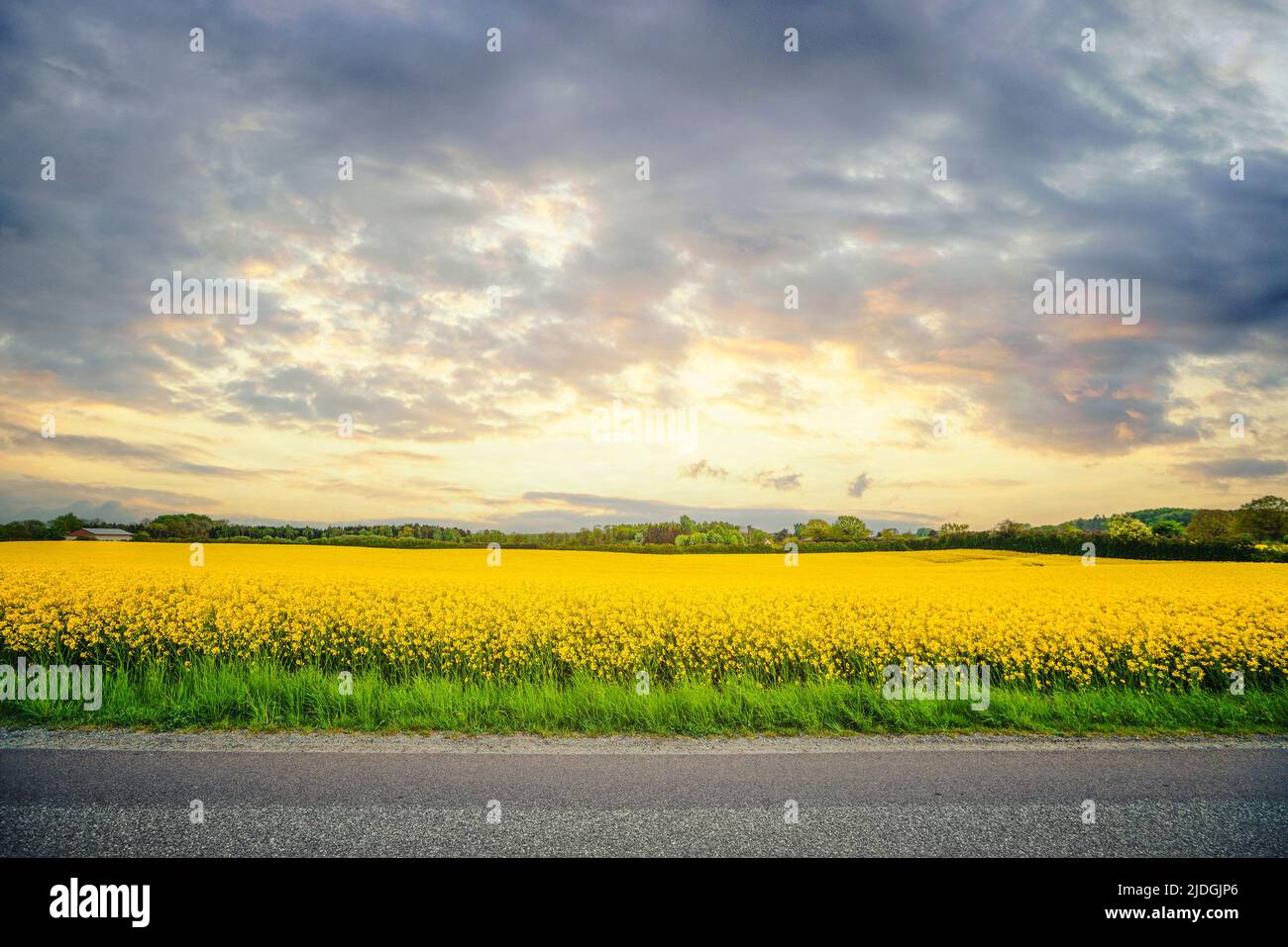 Yellow canola field in the sunset with an asphalt road crossing ...