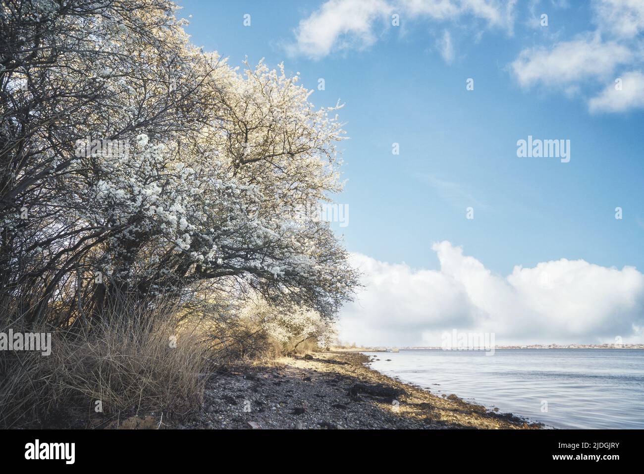 Blooming tree in the spring with white flowers on a beach by the sea ...