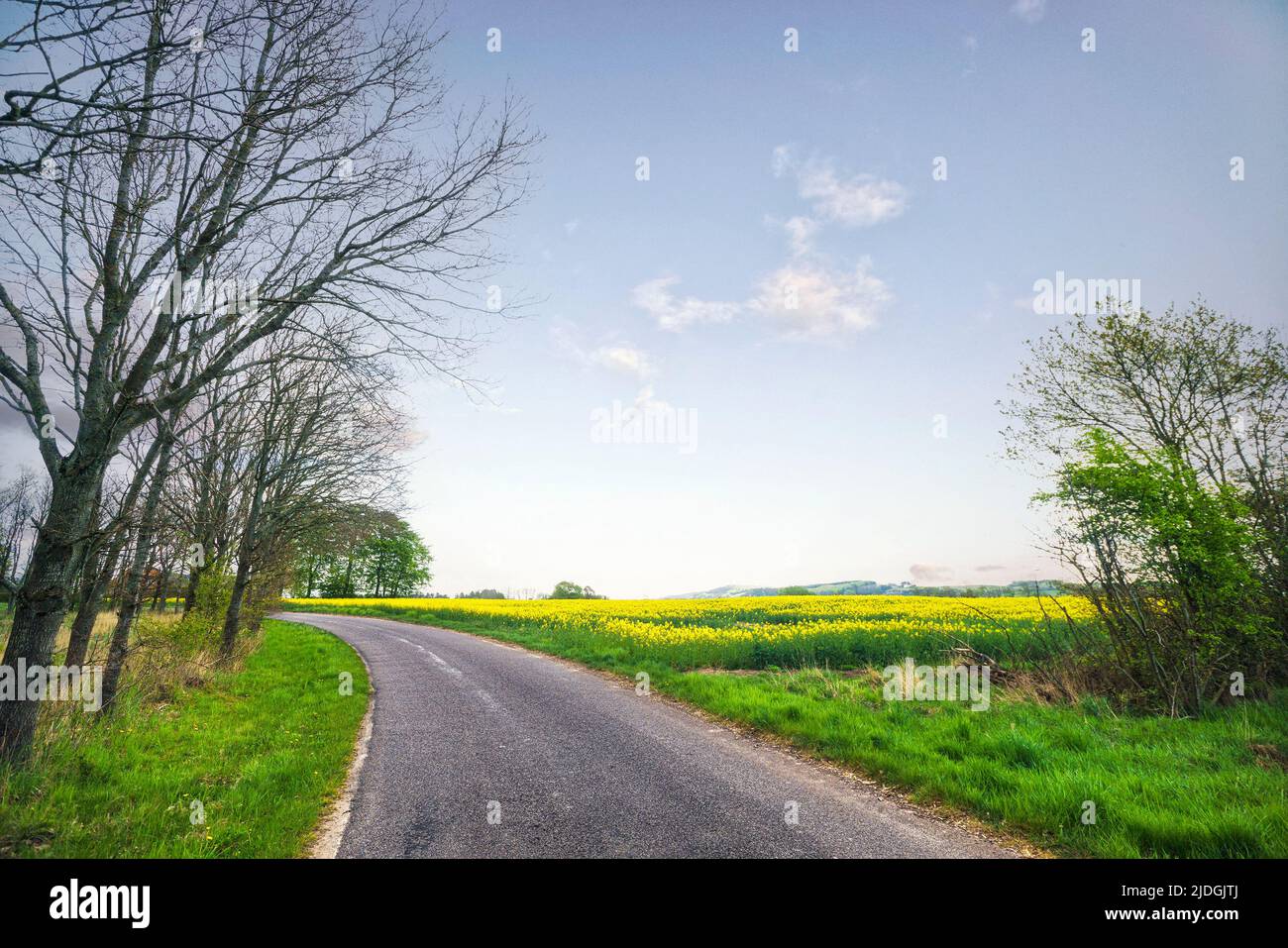 Asphalt road in a countryside landscape with canola fields and green ...