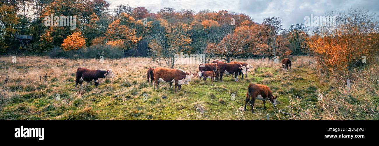 Herd hereford cattle grazing on hi-res stock photography and images - Alamy