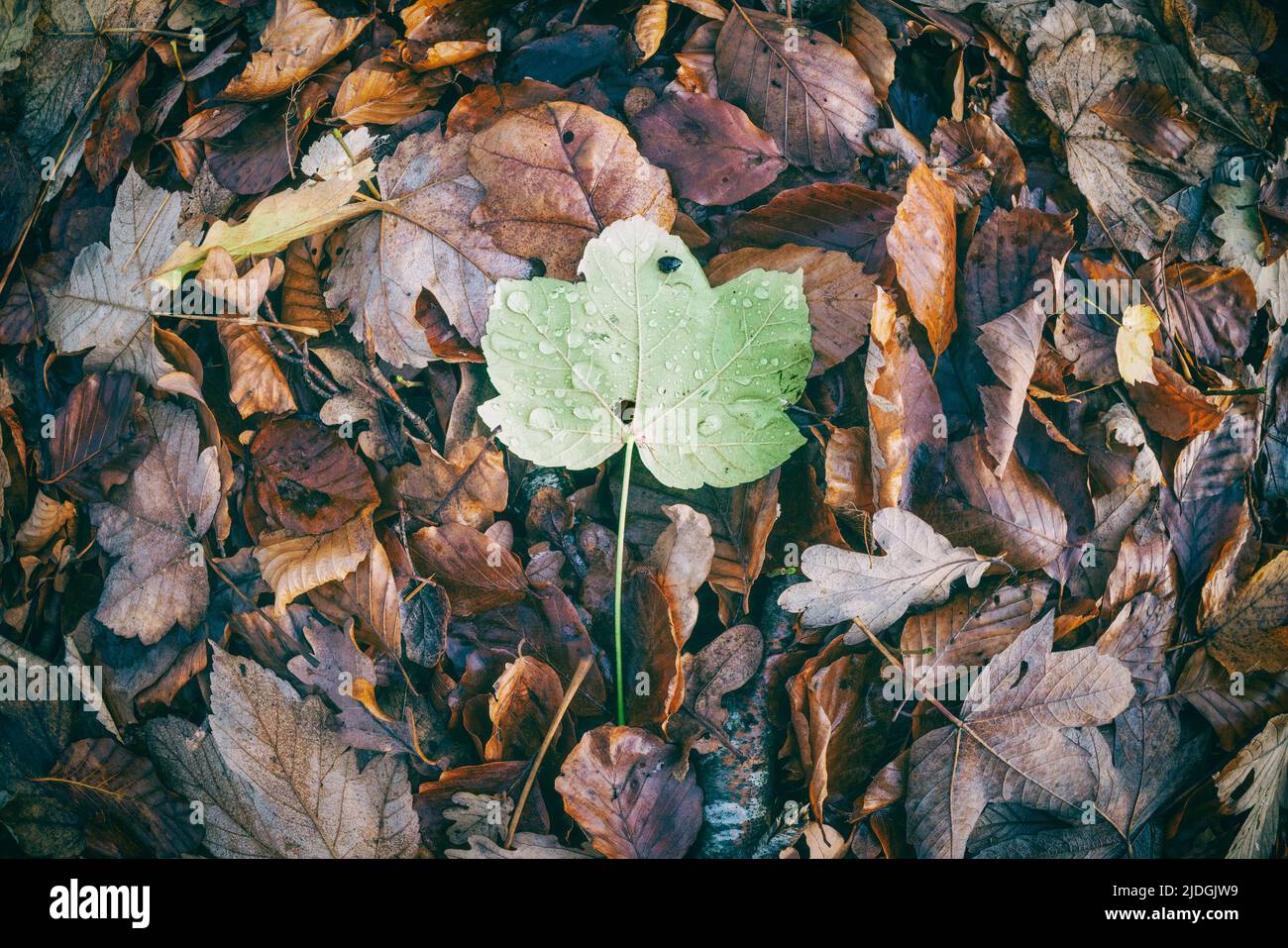 Maple leaf on top of a pile in the forest on a day in the fall Stock ...