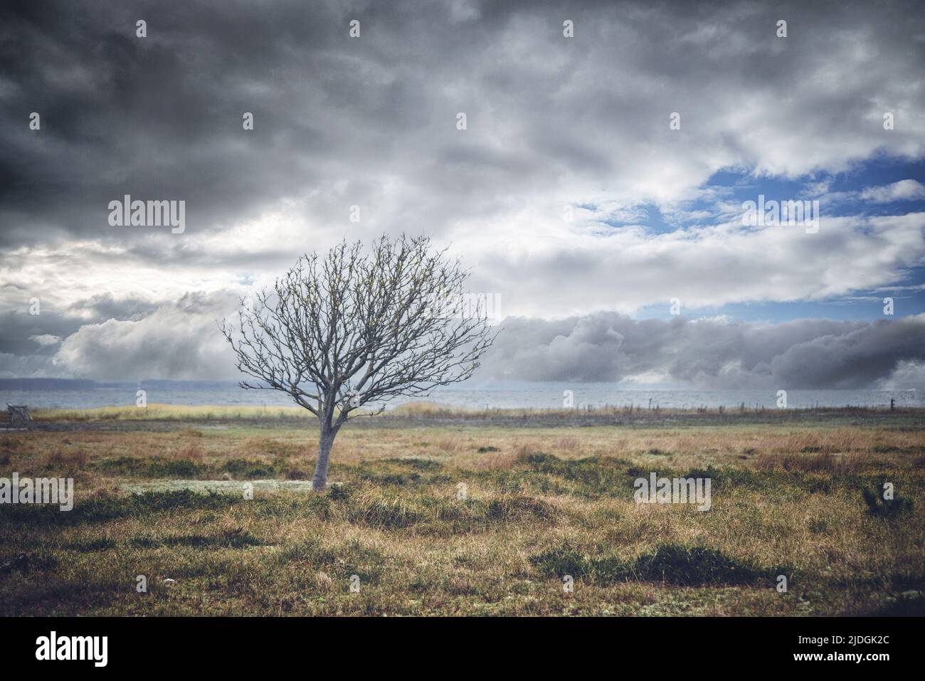 Lonely tree without leaves on a meadow by the se under a dramatic sky ...