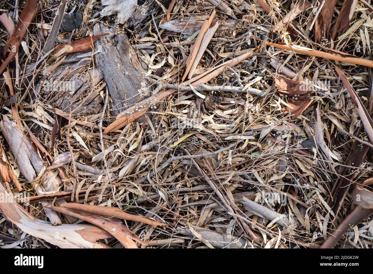 21 June 2022: Shedding bark gathered at the base of a eucalyptus tree ...