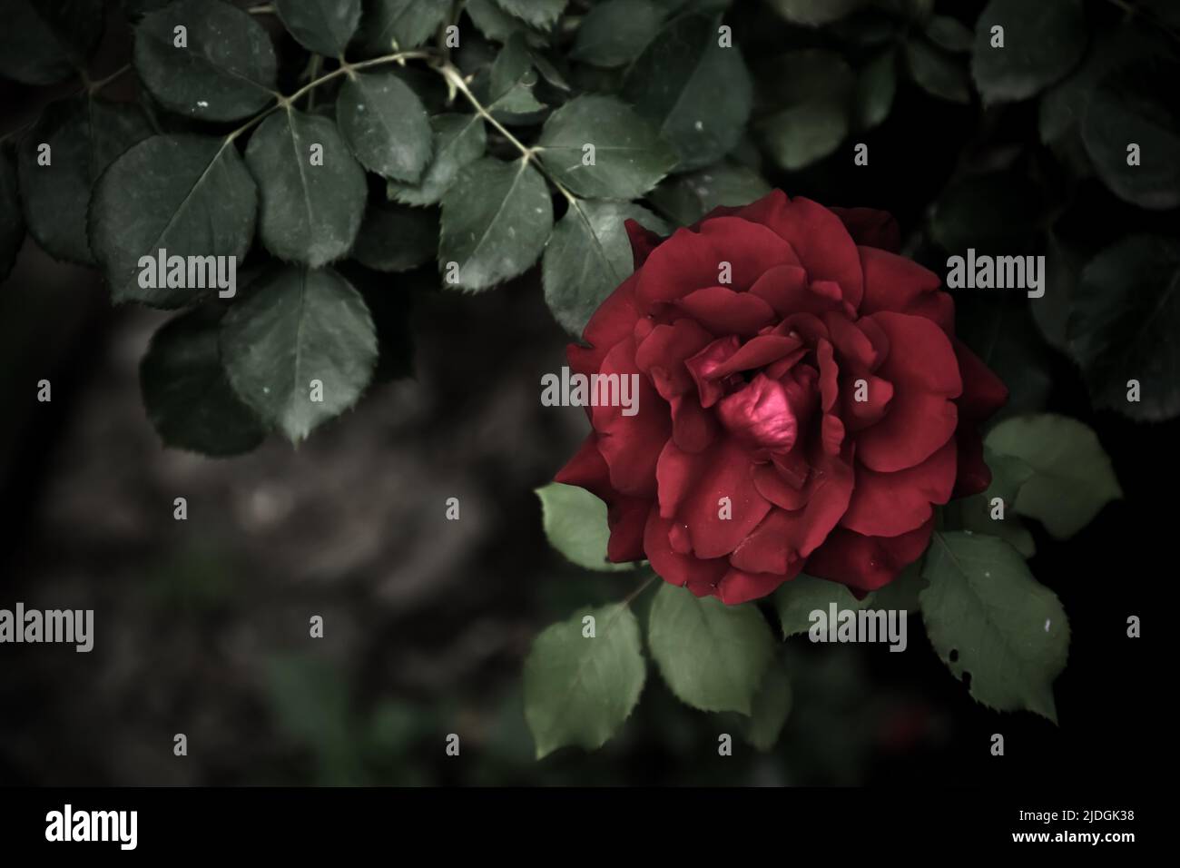 Close up of faded colorful blossom rose plant, nature detail backdrop ...