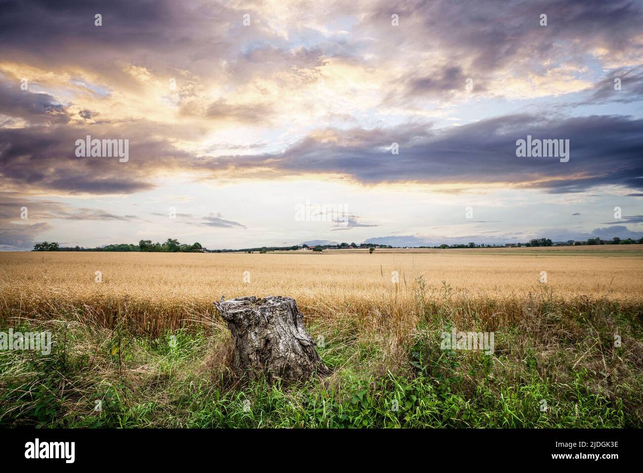 Tree stump in a rural landscape with golden fields in the beautiful ...