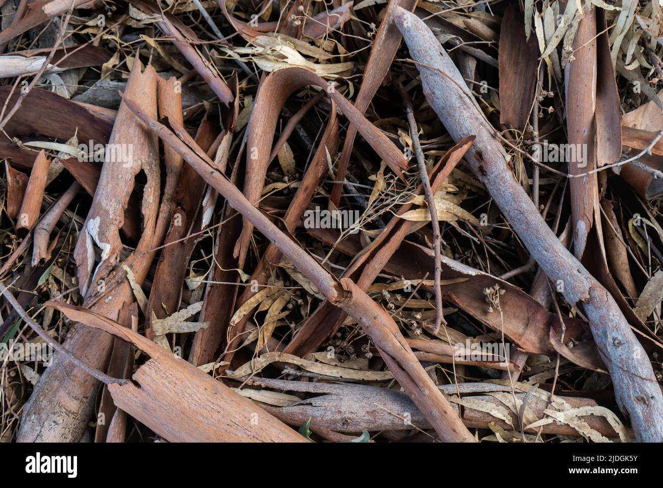 21 June 2022: Shedding bark gathered at the base of a eucalyptus tree ...