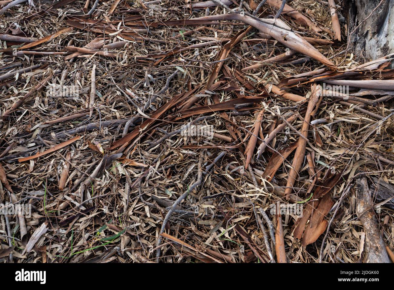 21 June 2022: Shedding bark gathered at the base of a eucalyptus tree ...