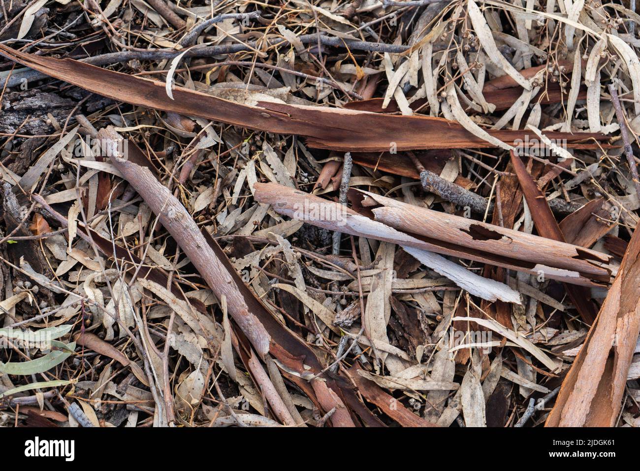 21 June 2022: Shedding bark gathered at the base of a eucalyptus tree ...
