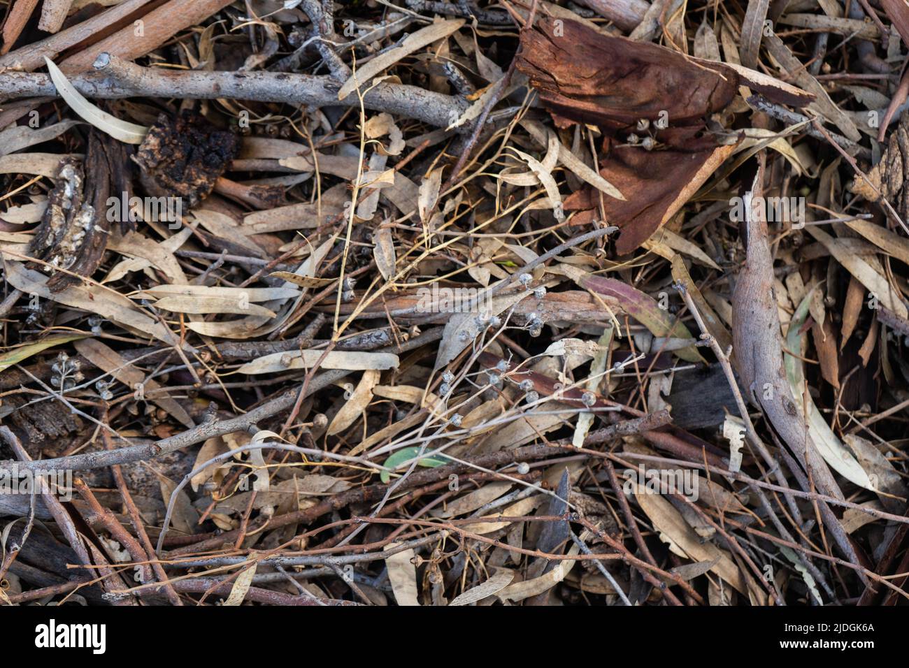 21 June 2022: Shedding bark gathered at the base of a eucalyptus tree ...