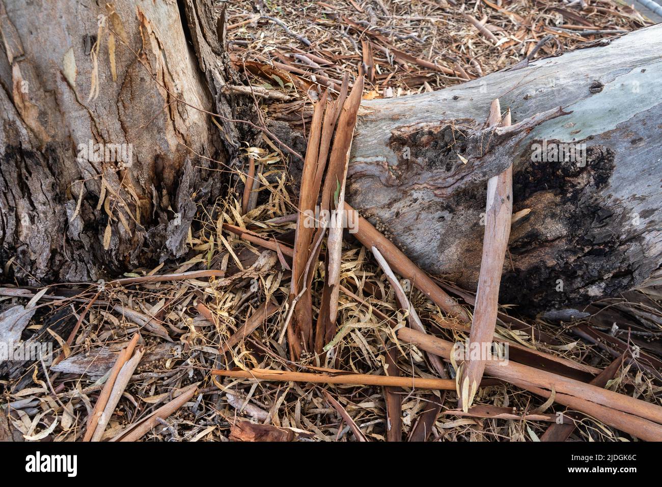 21 June 2022: Shedding bark gathered at the base of a eucalyptus tree ...