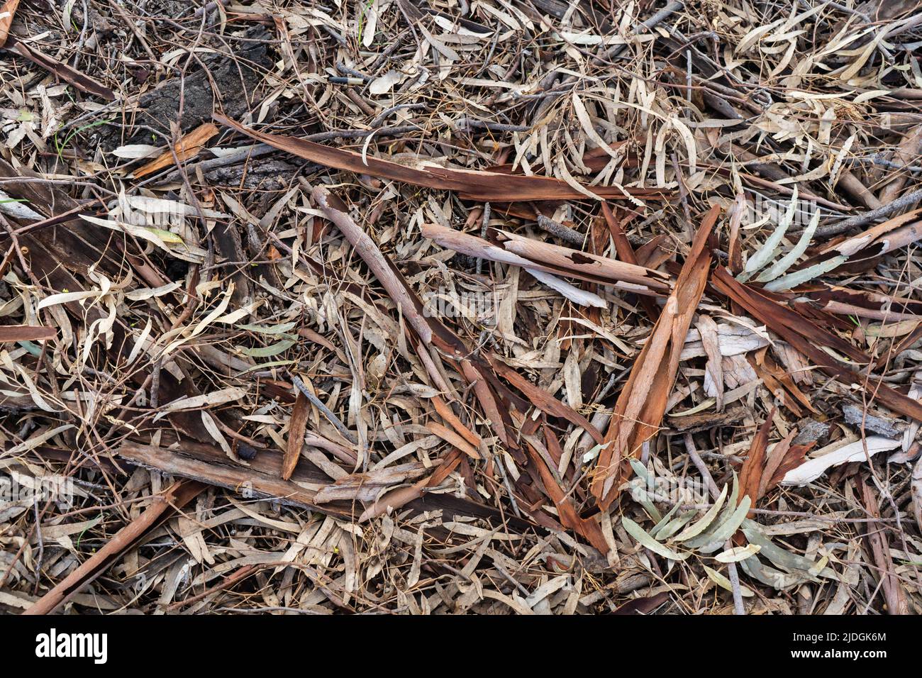 21 June 2022: Shedding bark gathered at the base of a eucalyptus tree ...