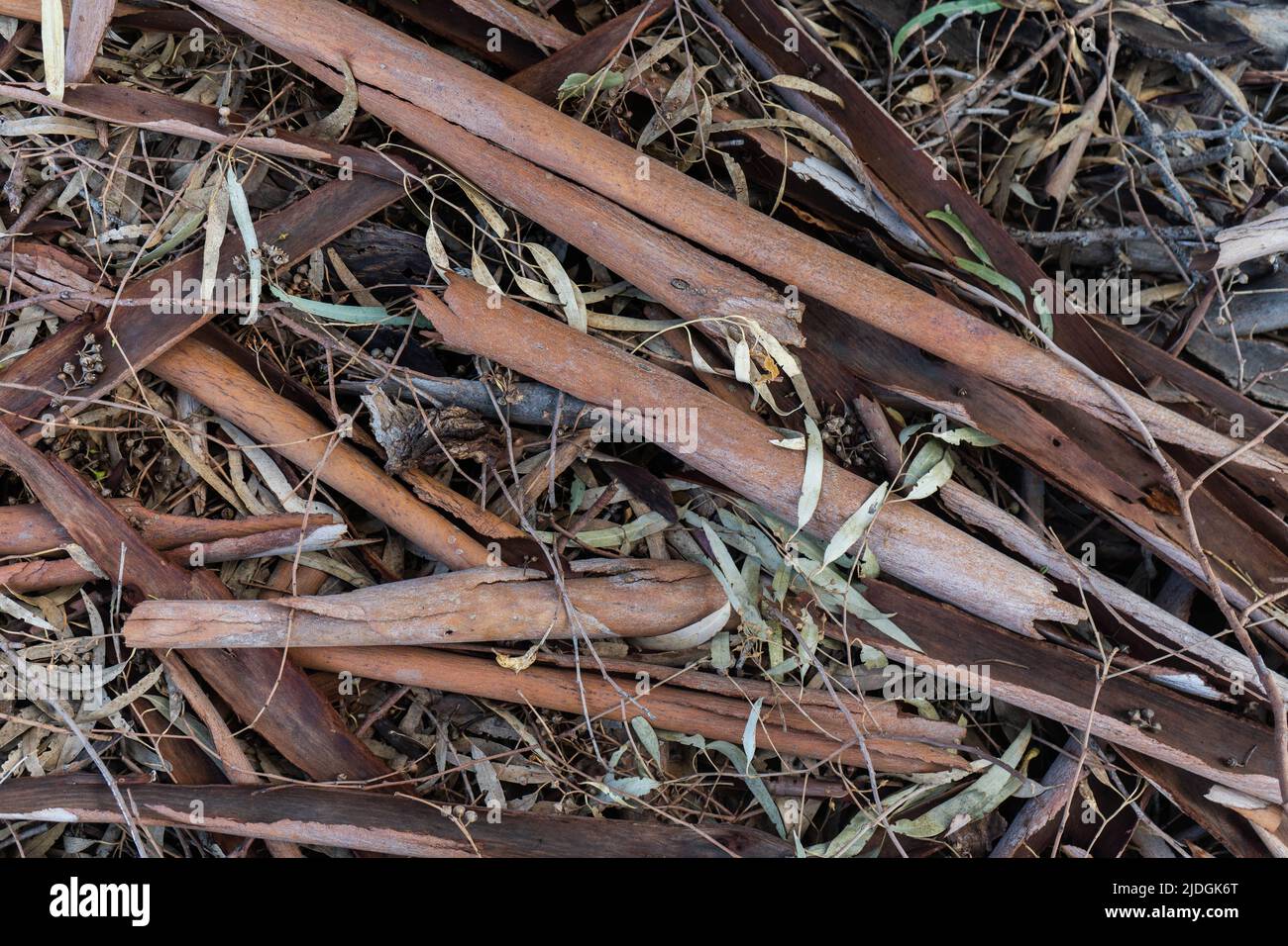 21 June 2022: Shedding bark gathered at the base of a eucalyptus tree ...