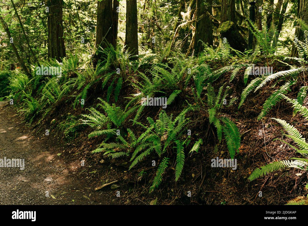 Ferns in the forest. Beautiful ferns leaves green foliage. Natural ...