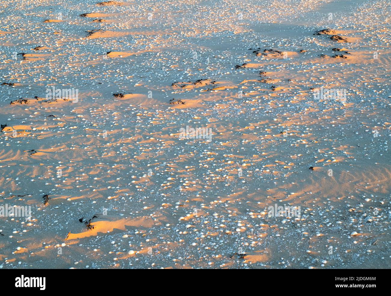 Cockle shells beach hi-res stock photography and images - Alamy